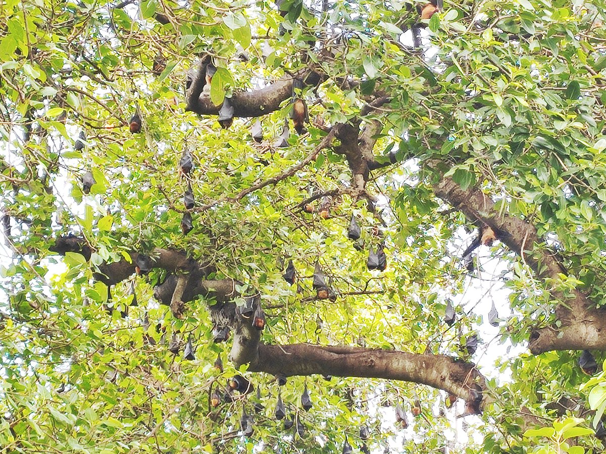 Kollidam village ponders over turning century-old bat haven into ...