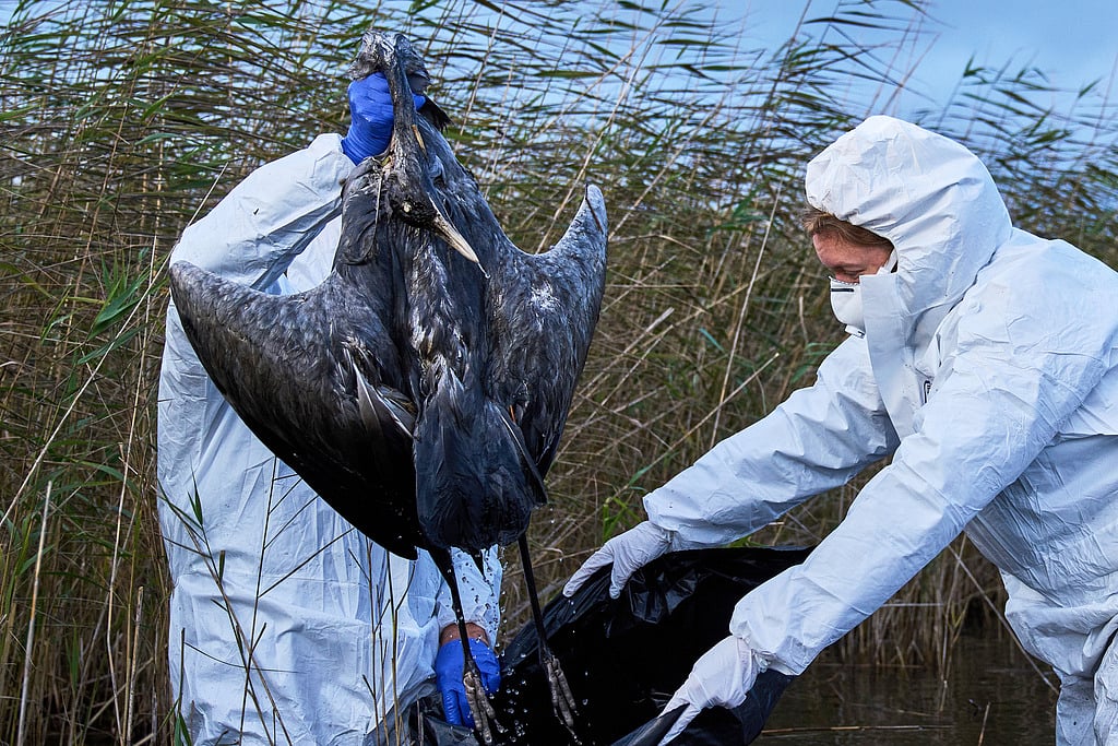 Bird flu hits migrating cranes hard in Germany as the virus flares up