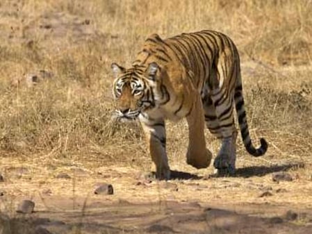 Tiger menace grips south Kodagu villages as cattle deaths rise