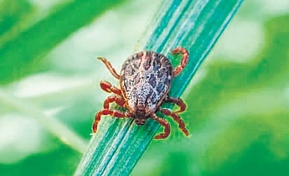 Scrub typhus detected in expat, 1st known case from non-endemic area