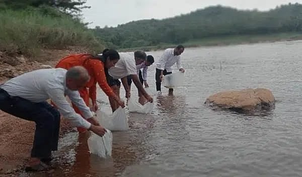 Experts warn release of non-native fishlings into Kumaradhara river may ...