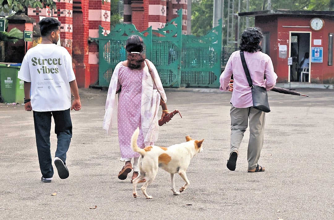 Stray dog attacks morning walkers on museum premises in Thiruvananthapuram