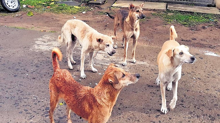 Andhra Pradesh govt launches drive to curb stray dog menace across ...