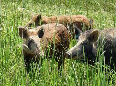 Farmers in Coimbatore to form own team to capture wild boars amid ...