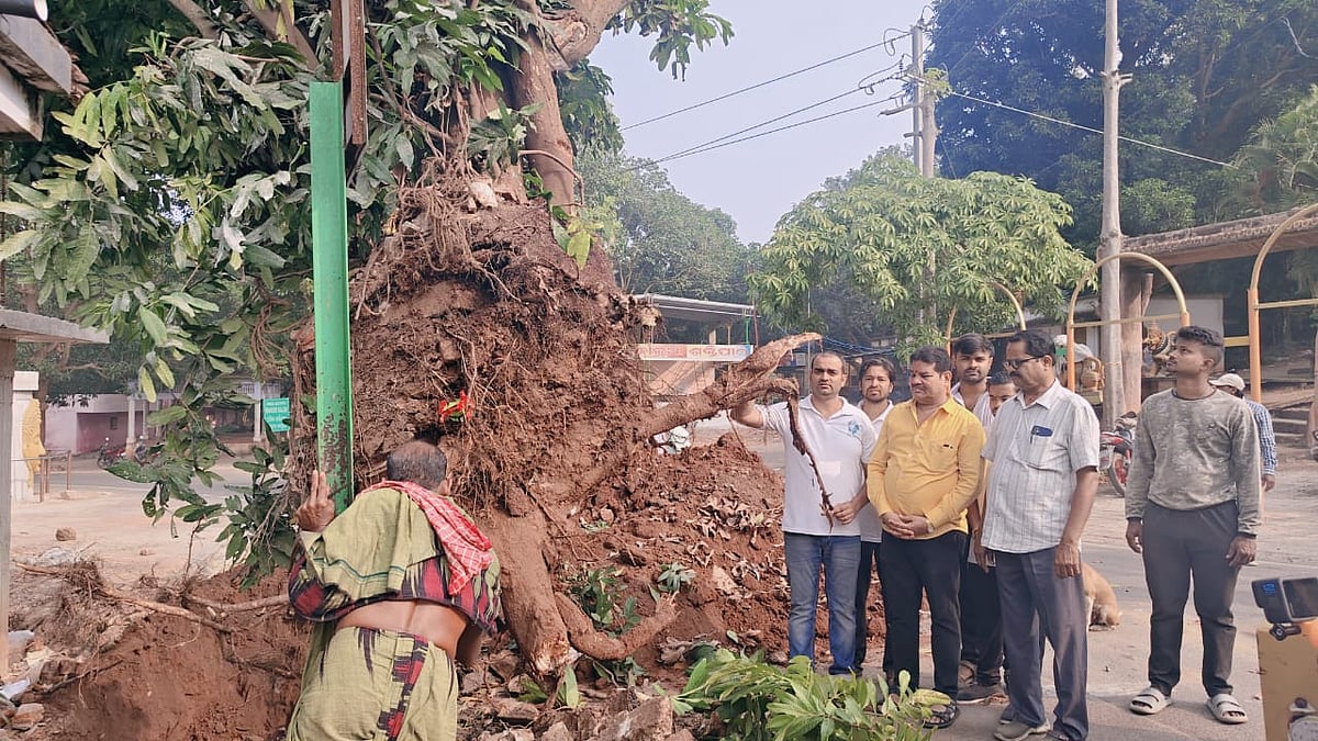 Green brigade turns saviour for ageing trees in Odisha's Berhampur