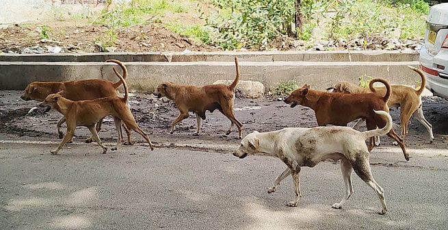Missing stray dogs spark concern among animal lovers in Assam