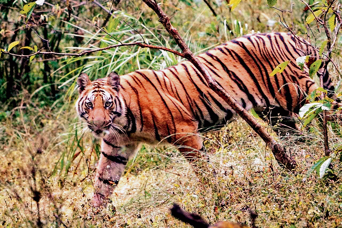 Not the year of the tiger for Madhya Pradesh