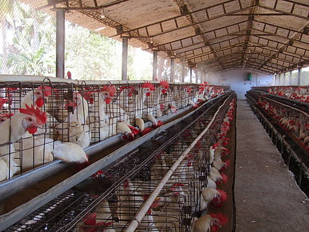 Poultry rearing rate won't be raised to Rs 20 per kg, says Regulatory ...