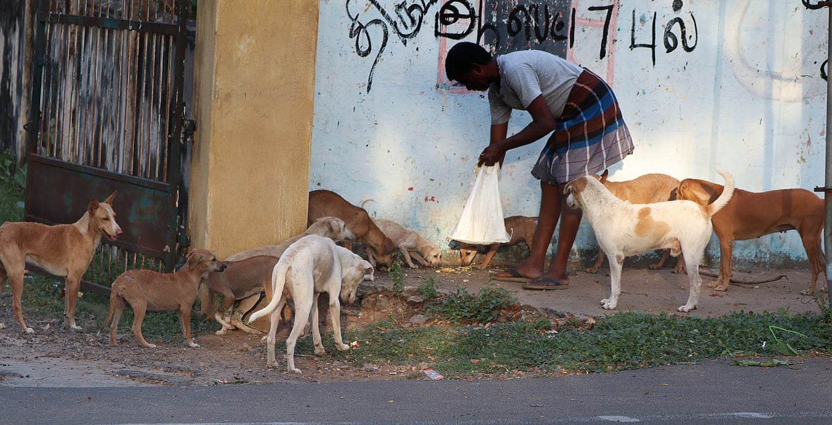Madurai corporation notifies 28 locations for animal lovers to feed ...
