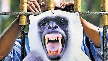 In new jobs scheme, monkey menace at Delhi Assembly prompts plan to ...