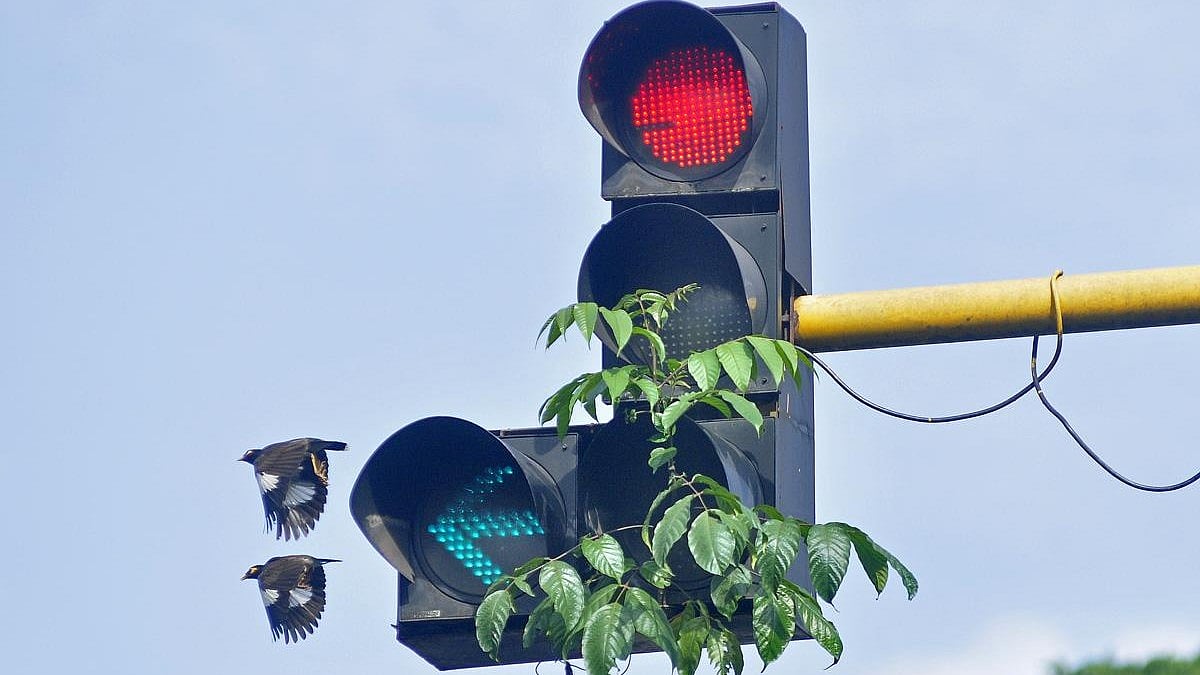 Three more pelican signals installed in Coimbatore to ease pedestrian flow