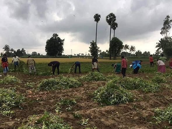 Fields that feed festivals