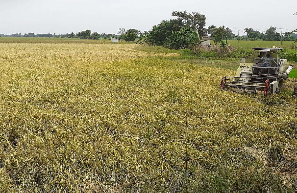 146 DPCs may open in Tiruchy for samba paddy procurement