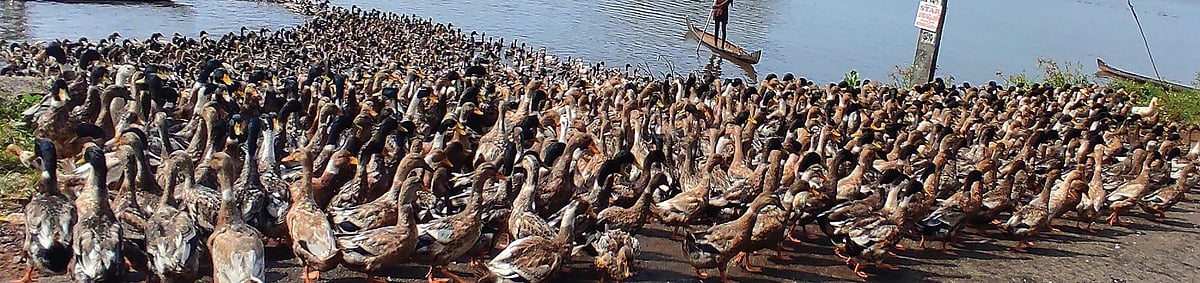 Kuttanad’s Chara, Chempally ducks earn national recognition