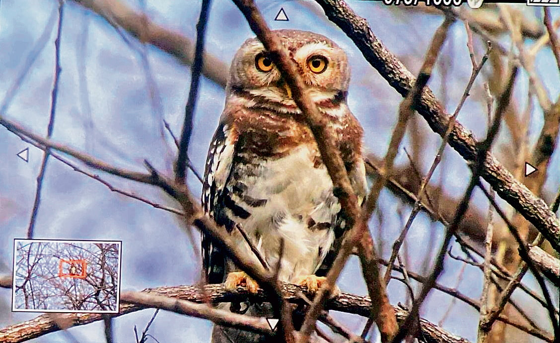 Kuno records first sighting of Forest Owlet ahead of Botswana cheetahs ...