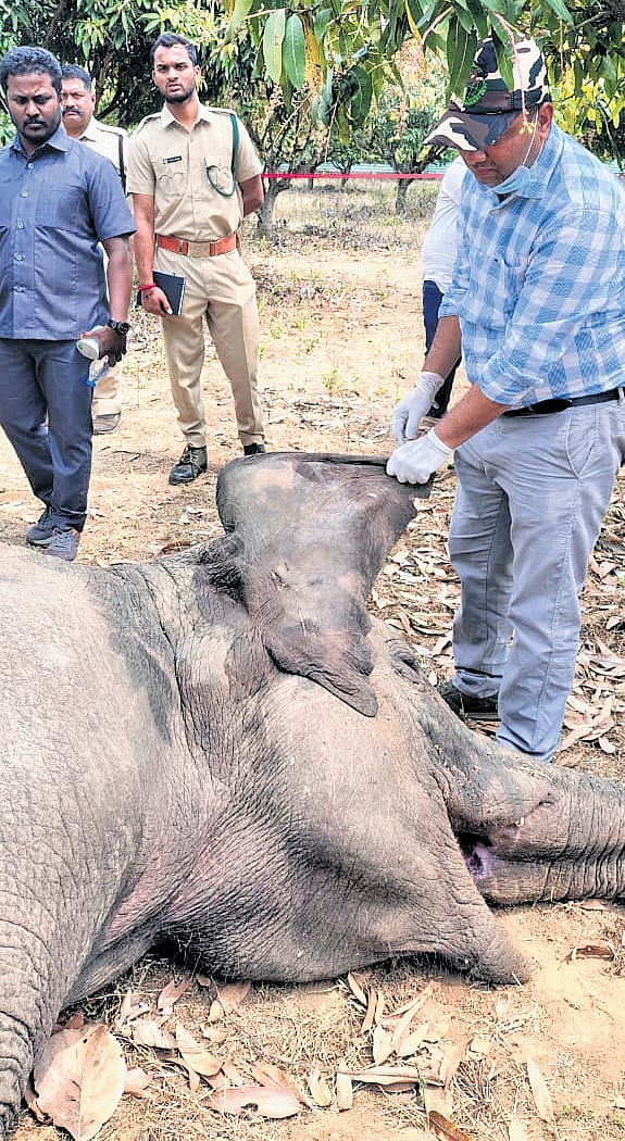 Two elephants electrocuted in Tirupati district