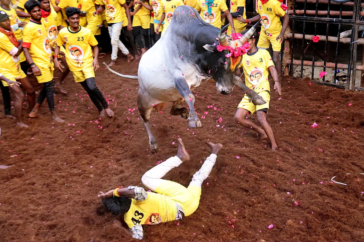 Madurai witnesses grand Avaniyapuram Jallikattu, the first bull-taming ...