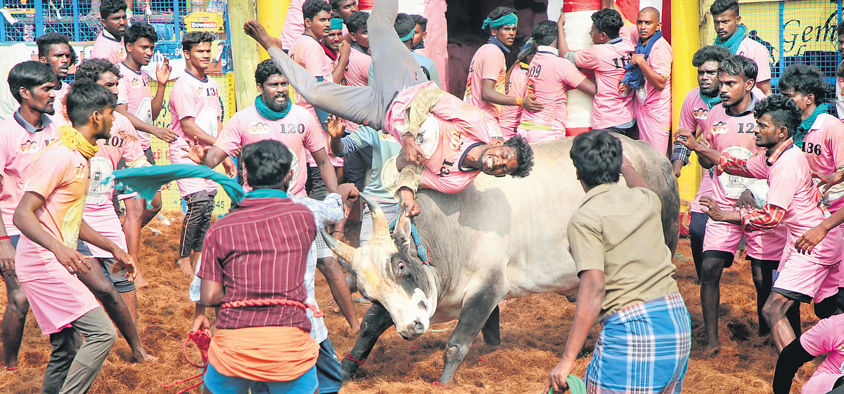 134 hurt in Avaniyapuram, Palamedu jallikattu events; one dies in attack