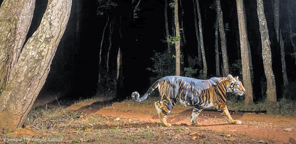 Coming soon: Melanistic tiger safari at Baripada