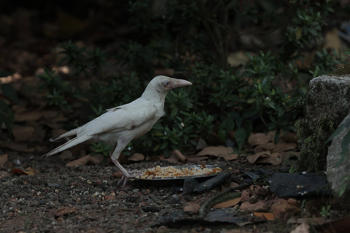 Kerala: White crow turns heads in Adoor
