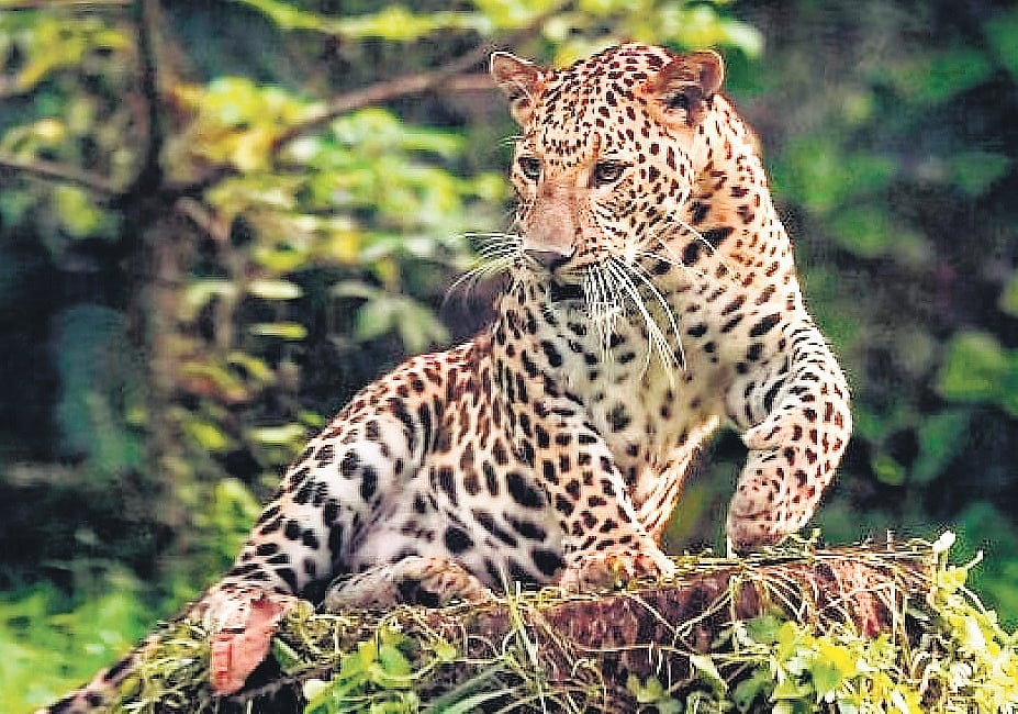 Leopard Alert at Infosys & TCS in Indore: Forest Teams on Rescue Mission