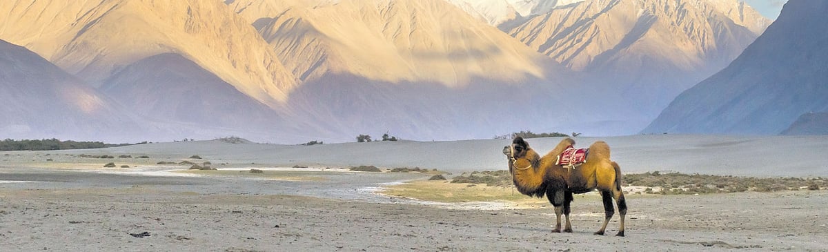 Dare to explore a desert?