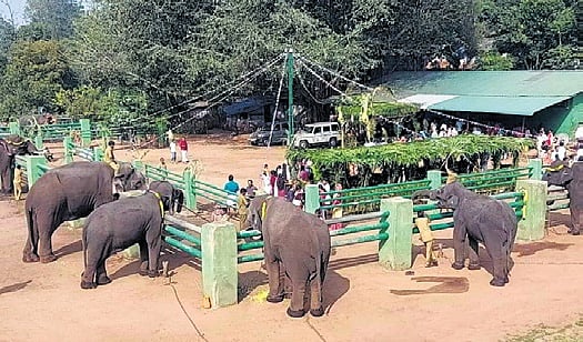 Tamil Nadu: Retired elephant Kaleem is jumbo star