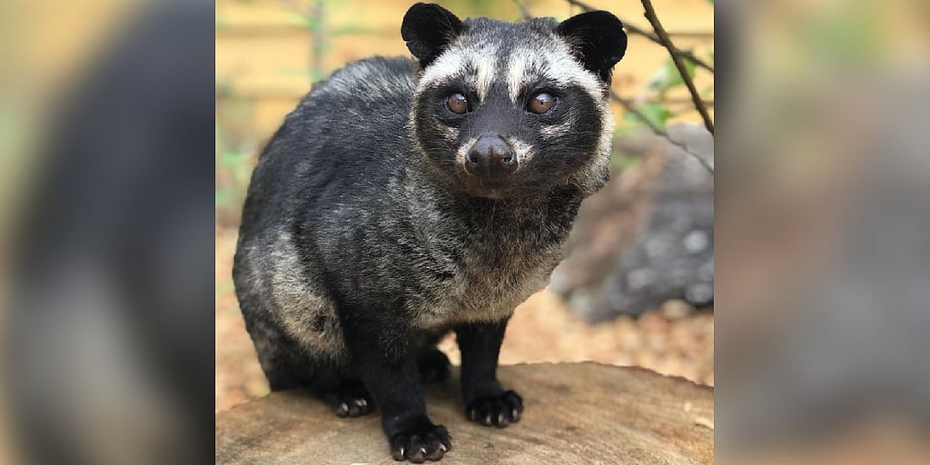 Palm civet attacks man in Tamil Nadu, captured by forest officials