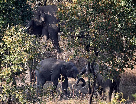 Probe ordered into forest land grab for 'Islam Nagar' after NGT notice