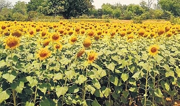 Escapist approach affecting sunflower cultivation in Sundargarh, say ...