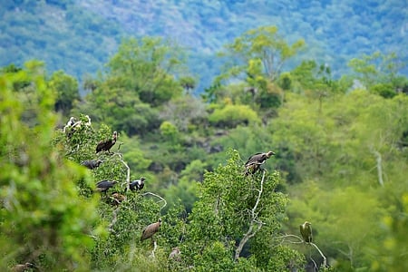Protect Moyar valley, the home of critically endangered Gyps vulture