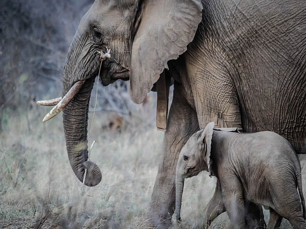 Odisha develops strategy to combat rising elephant conflicts