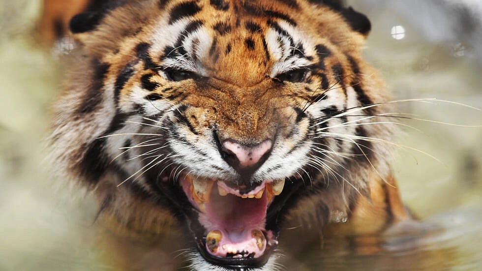 India's tigers climb high as climate, human pressure rises