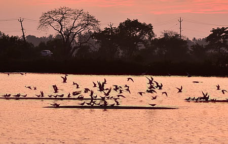 Youth falls into backwaters at Fort Kochi, goes missing