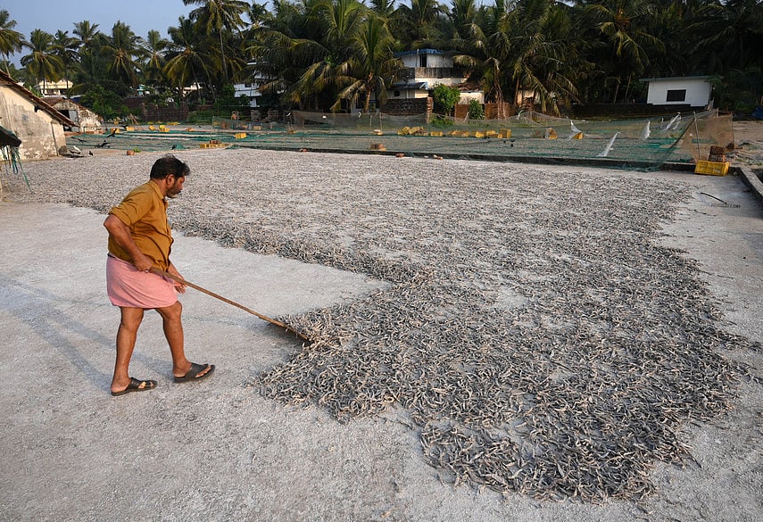 MPEDA removes moratorium on setting up of new fish meal plants after ...