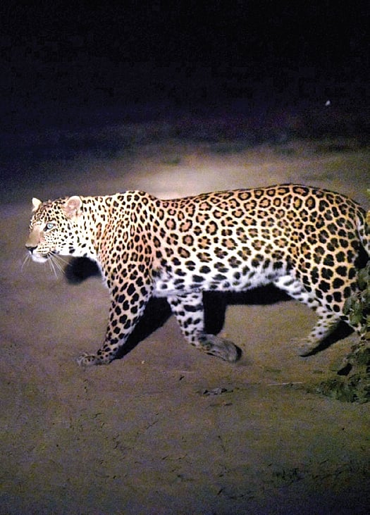 State’s leopard population increases from 492 in 2018 to 569 in 2022