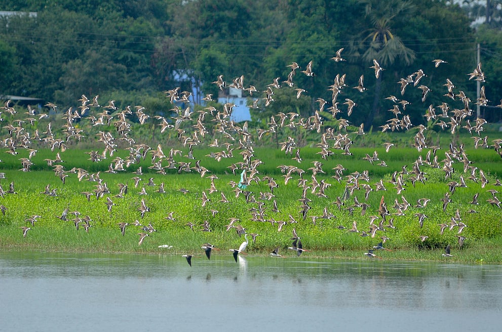 Thamirabarani Waterbird Count registers 23,753 birds