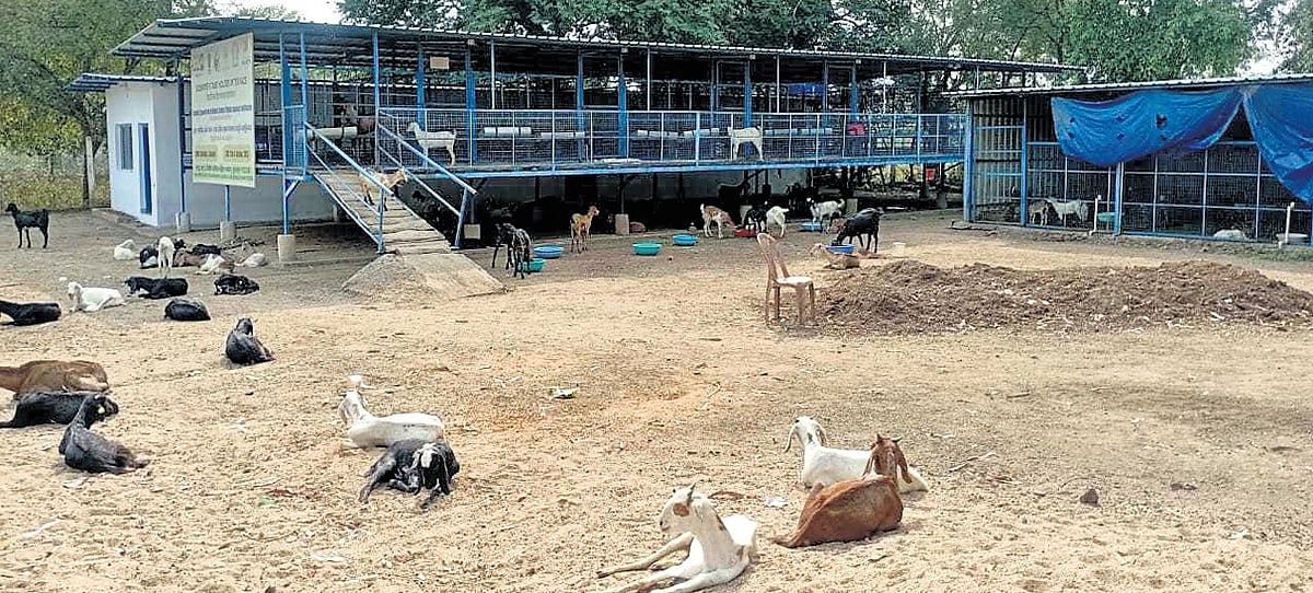 Couple’s goat bank brings Kalahandi farmers out of poverty