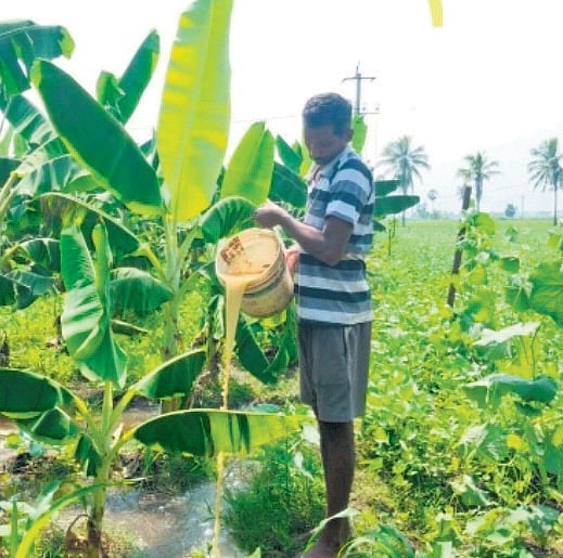 Guntur man gets best results in intercropping