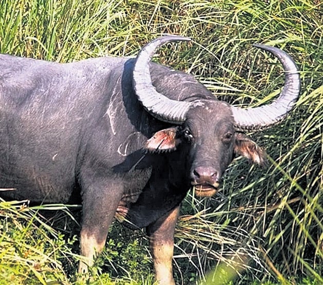 Guwahati Diary: Measures mooted for wild buffalo protection