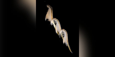 Sea Monkeys: The resilient instant pets unveiling wonders of evolution