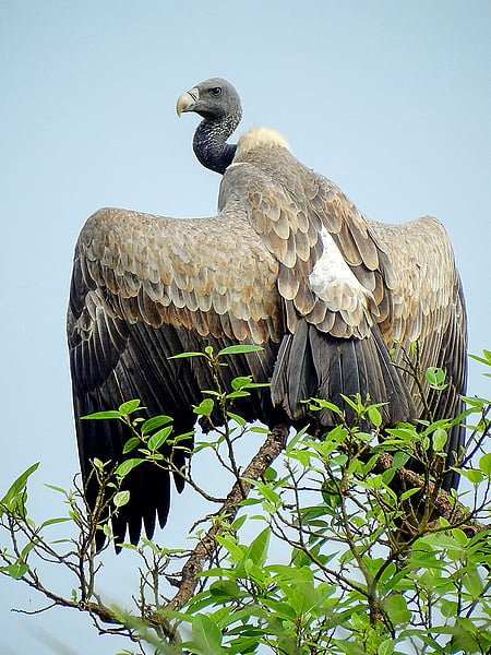 Eliminate harmful vet drugs to save vultures: Study
