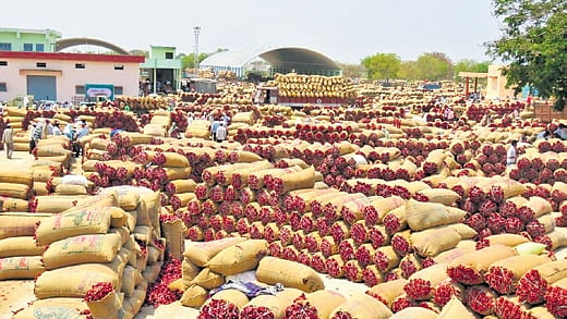 Huge loads of chilli pile up at Enumamula yard