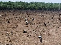 Environmental federalism crucial for climate action