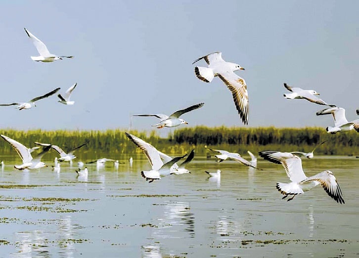 Saving life of voiceless: A humane gesture of Delhi Fire Service