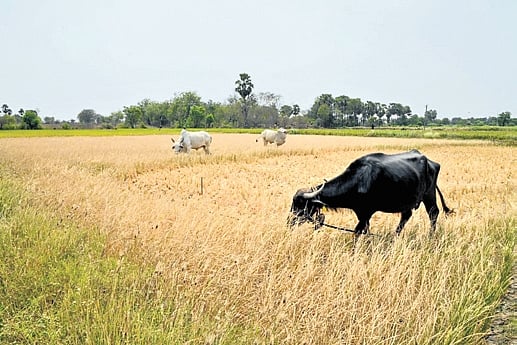Paddy cultivation, yield decline in Nalgonda due to water scarcity