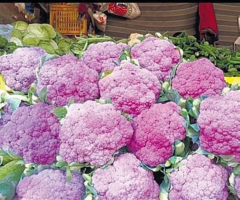 Cauliflowers lend ‘colour’ to Malkangiri farmers’ lives