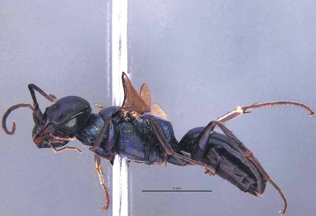 New wasp species named after taxonomist from Trivandrum
