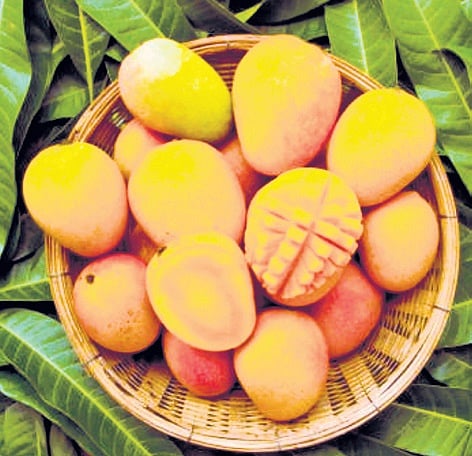 The royal mango arrives early