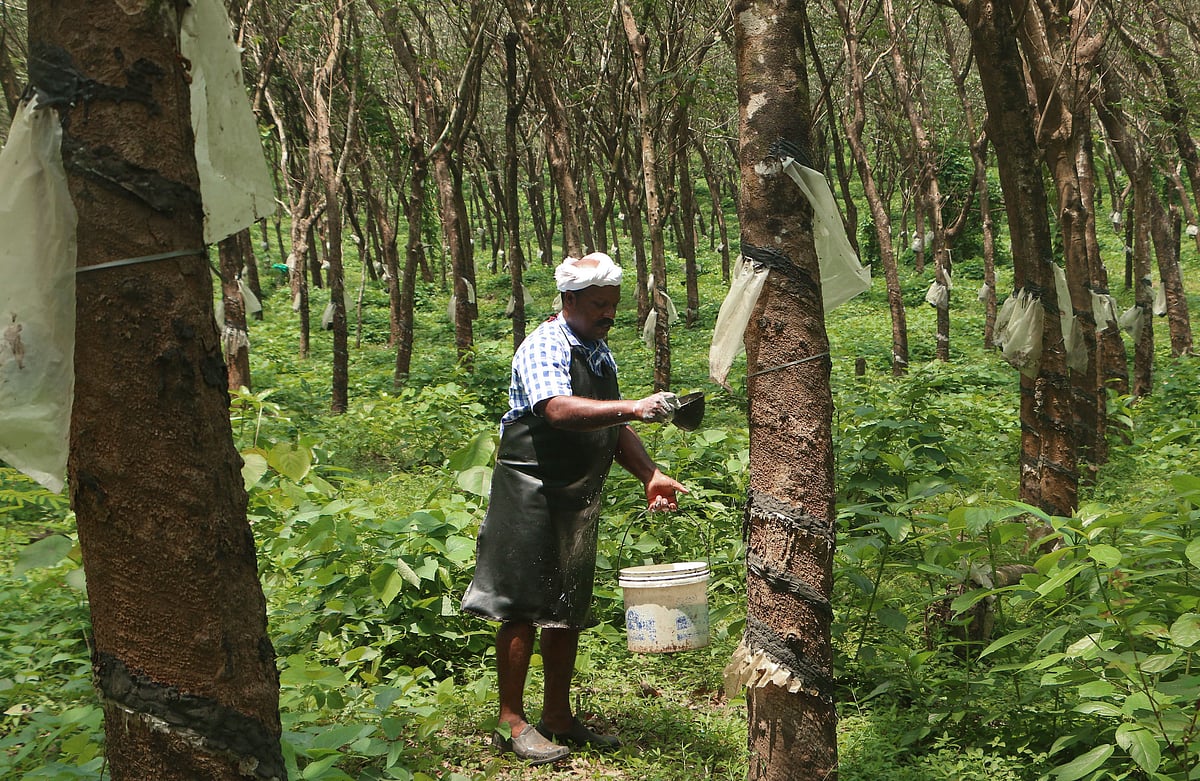 Kerala: Rubber Board to explore export options to stimulate domestic market